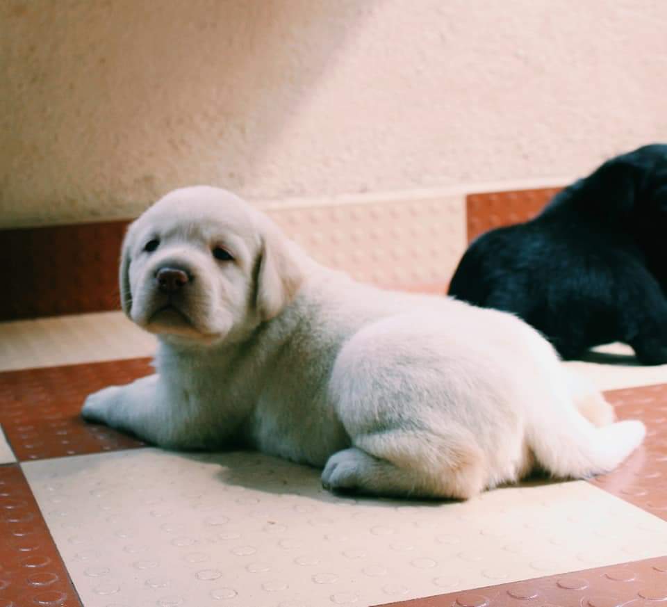 LOYAL COMPANION PUPPS - Reviews, Phone, Address, Images