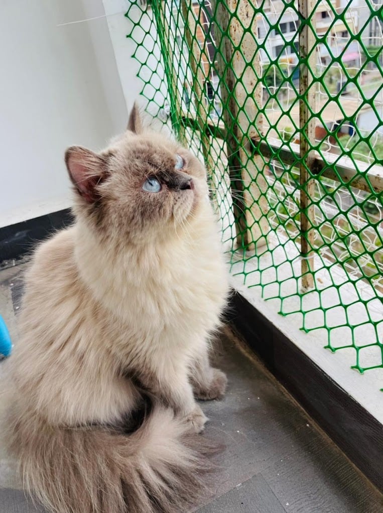 Mangalore Pet Shack - Reviews, Phone, Address, Images