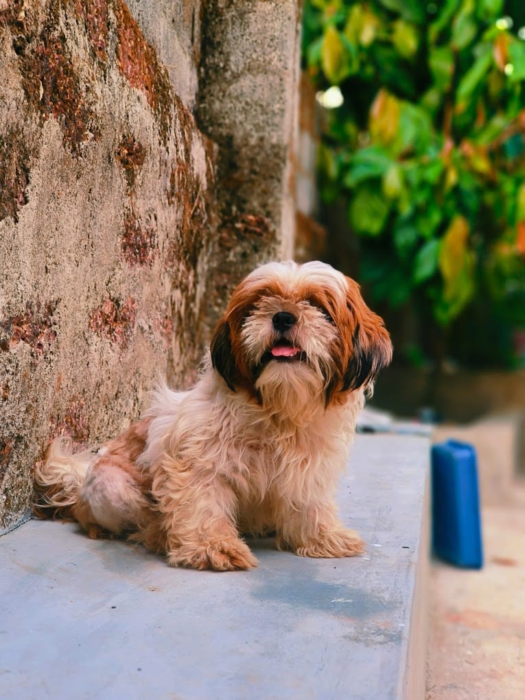 Mangalore Pet Shack - Reviews, Phone, Address, Images