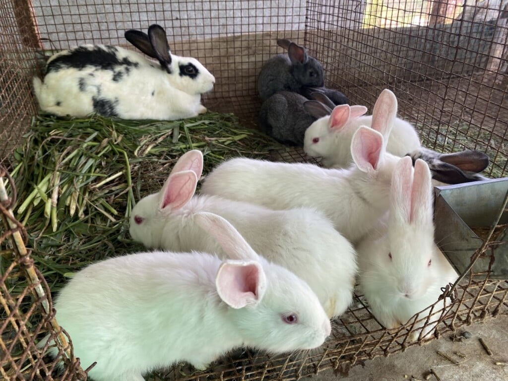 LOLA GSD RABBIT FARM - Reviews, Phone, Address, Images